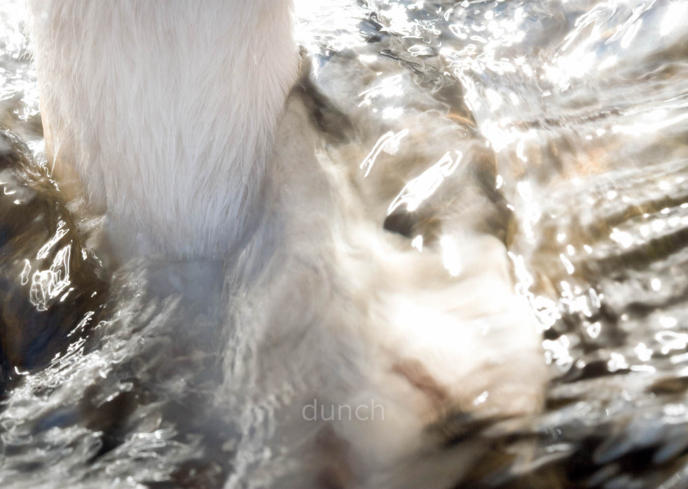 Dunch Photography | Work | Animals